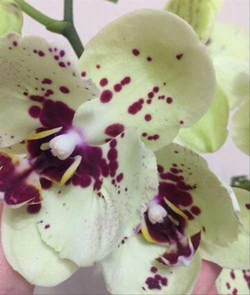 Орхидея Phal. Albufeira бабочка цветущая