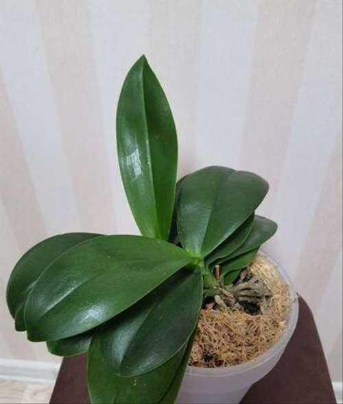 Орхидея Фаленопсис "Esme"