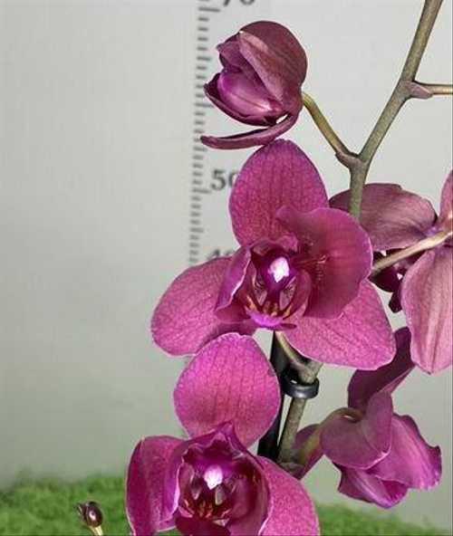 Орхидея/фаленопсис пелор Паваротти /Pavarotti
