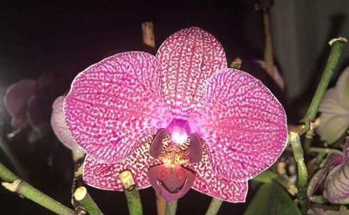 Орхидея фаленопсис Кимоно