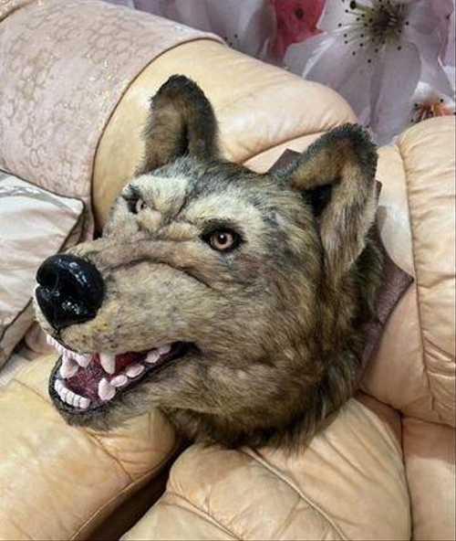 Чучело-имитация голова волка