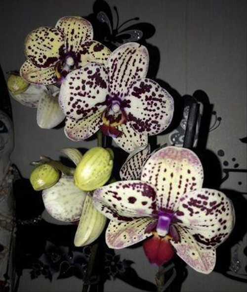 Цветущая орхидея фаленопсис Frontera