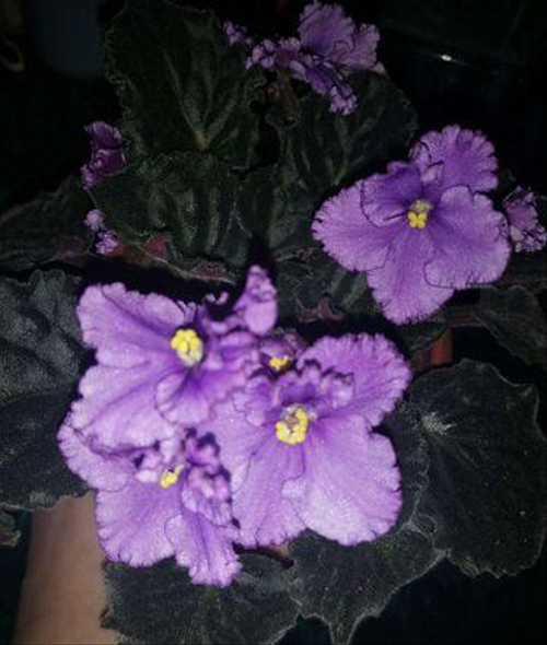 Фиалка, любимая дочка