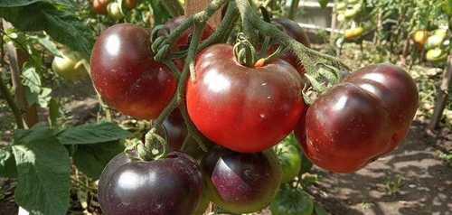 Семена коллекционных томатов - с антоцианом