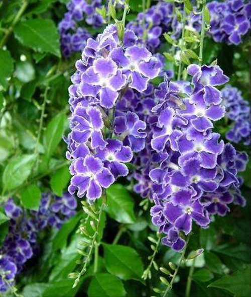 Дуранта маленькая гейша