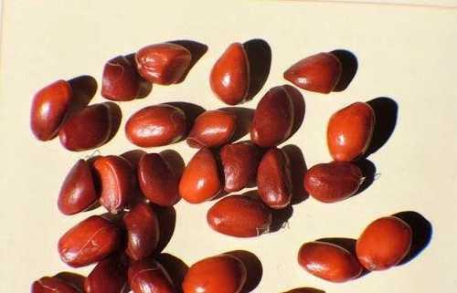 Семена магнолии, маньчжурского ореха и красного ду