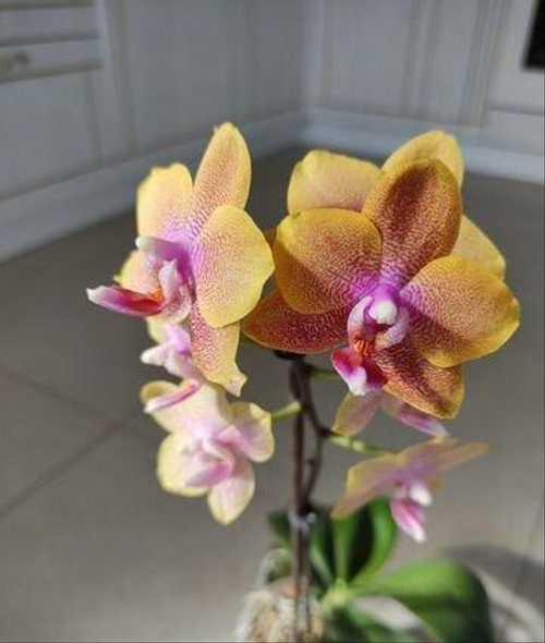 Орхидея фаленопсис Сого Лоуренс
