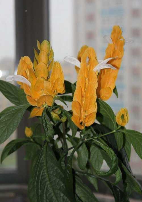 Комнатный цветок Пахистахис