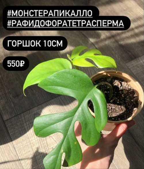 Монстера пикколо рафидофора