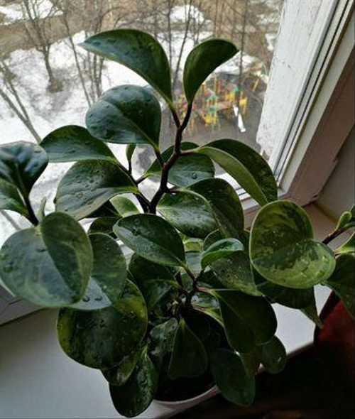 Черенки пеперомии туполистной