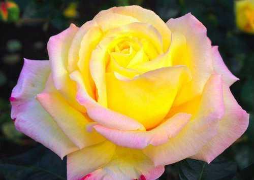 Саженцы розы Глория Дей есть в большом количестве