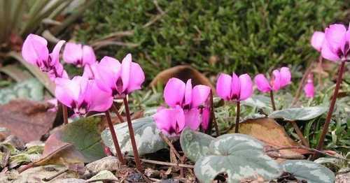 Цикламен персидский, косский семена