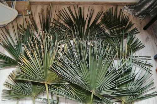 Листья веерной пальмы