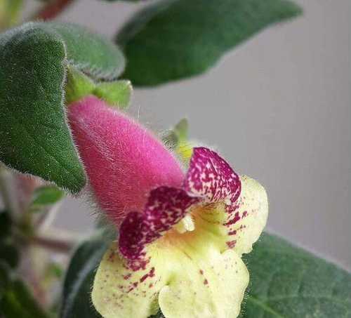 Сортовые Колерии