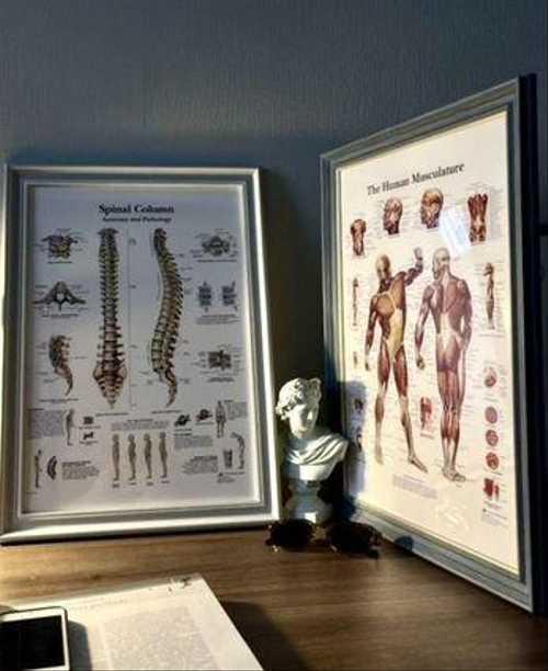 Винтажный Постер (плакат) мышечная анатомия медика