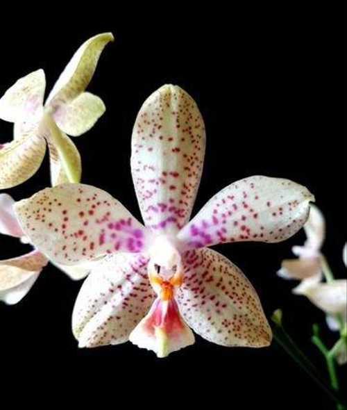 Цветущие орхидеи Джулия Ампельные 95564