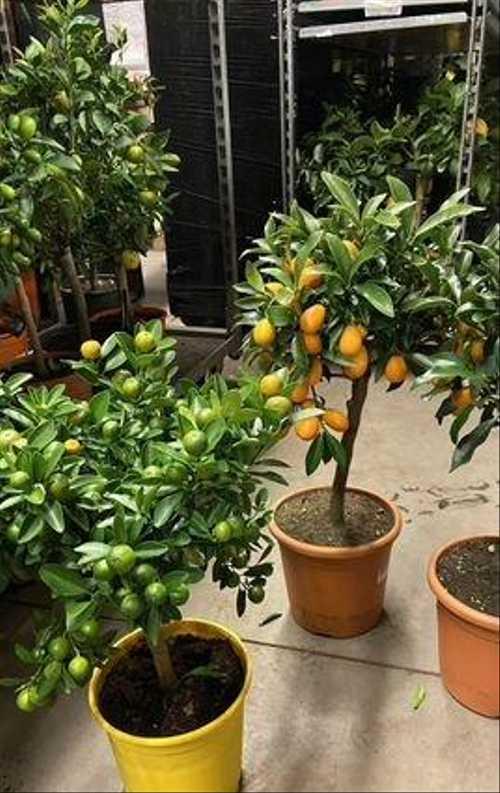 Мандариновое Лимонное дерево/Кумкват Лимон Мандари