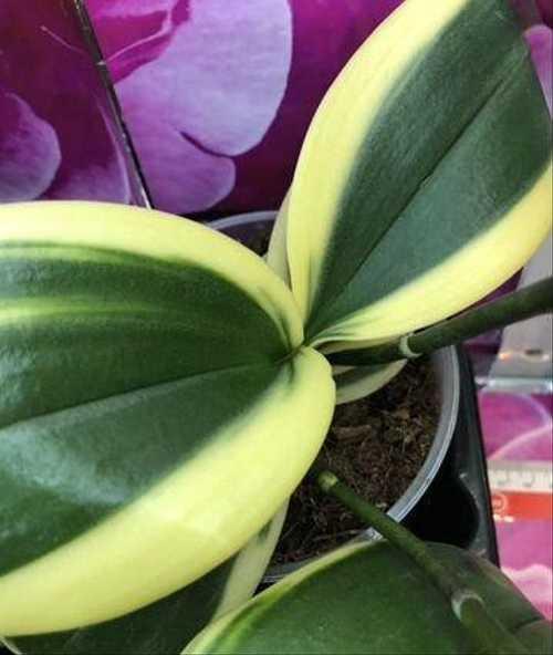 Орхидея сорт Сого Вивьен
