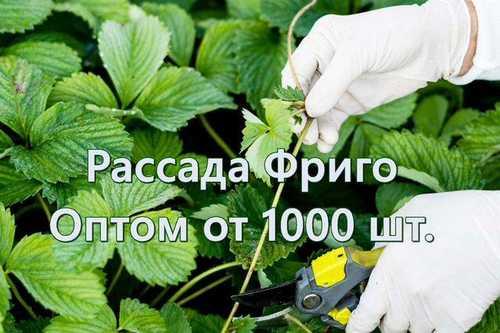 Саженцы клубники Фриго