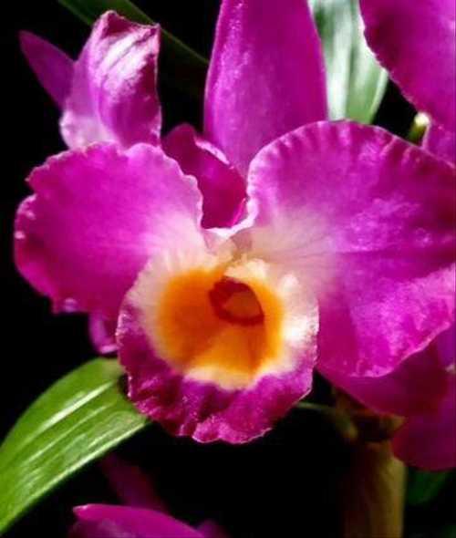 Орхидея Ароматная Крупноцветковый Дендробиум 96008