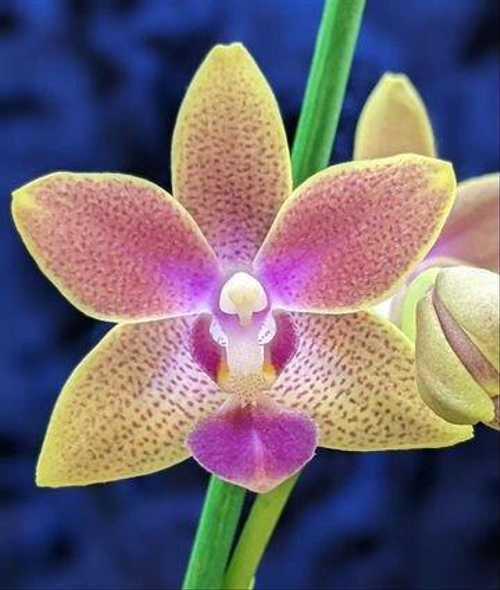 Орхидея фаленопсис Miki Golden Sean Baby