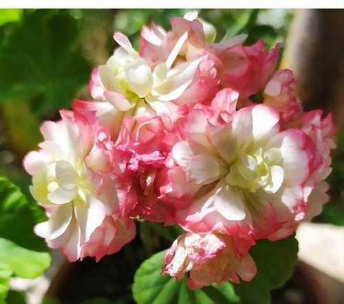 Розебудная пеларгония Apple Blossom