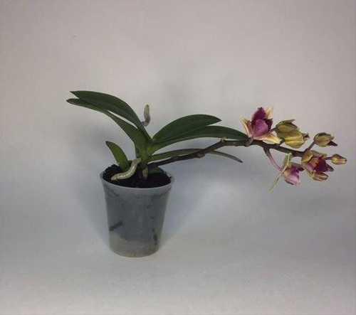Орхидея фаленопсис мини Sogo Gotris