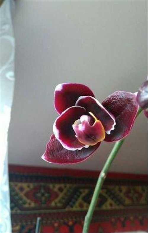Орхидея Phal. Ever Spring Prince