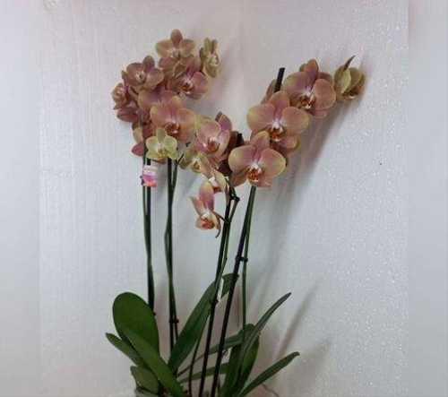 Орхидея фаленопсис Брион 2 цв