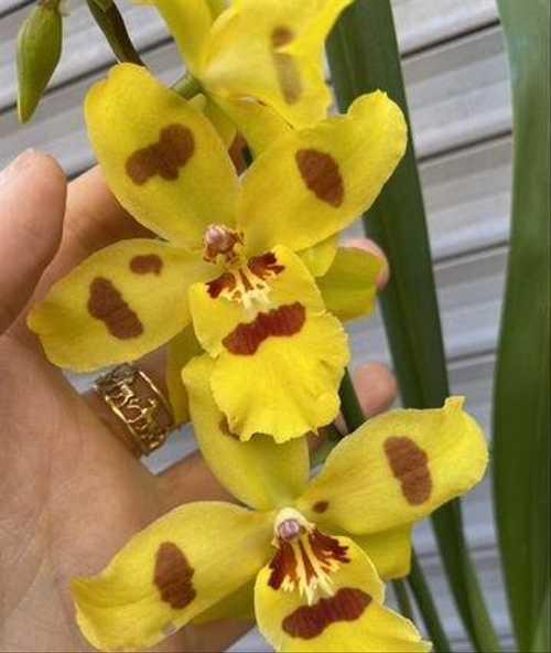 Орхидея ароматная камбрия