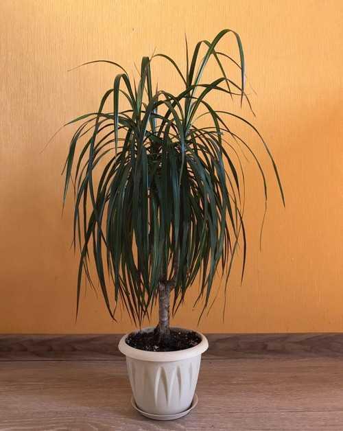 Драцена Маргината Dracaena marginata