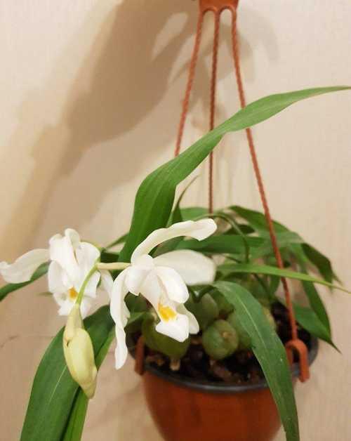 Целогина кристата (coelogyne cristata)