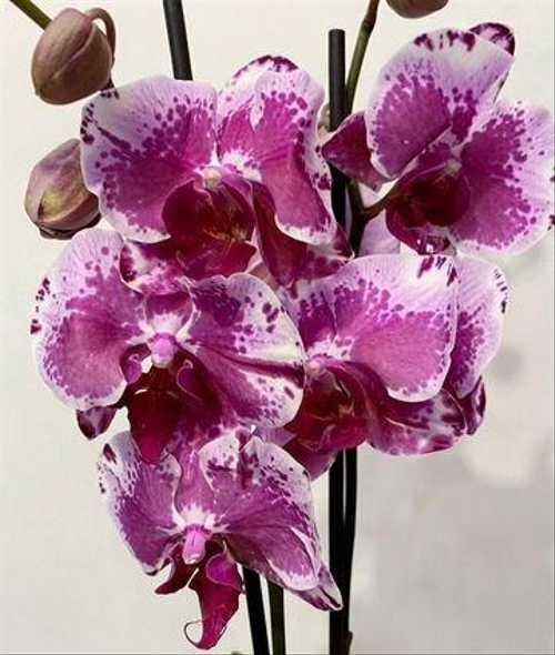 Орхидея фаленопсис вероника