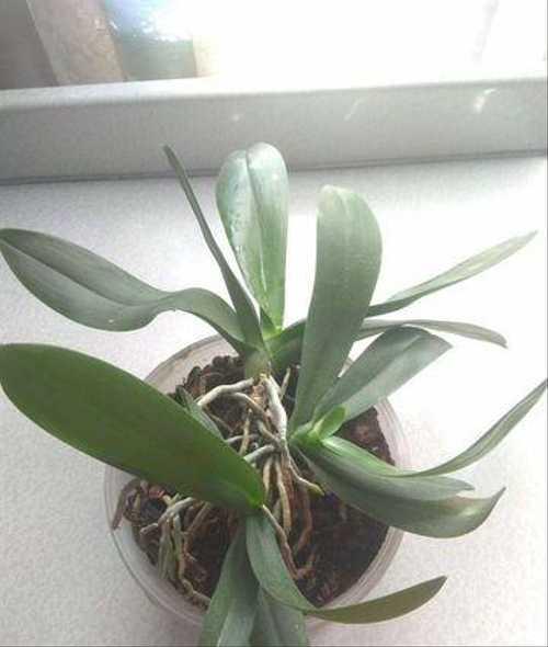 Орхидея фаленопсис, не цветет