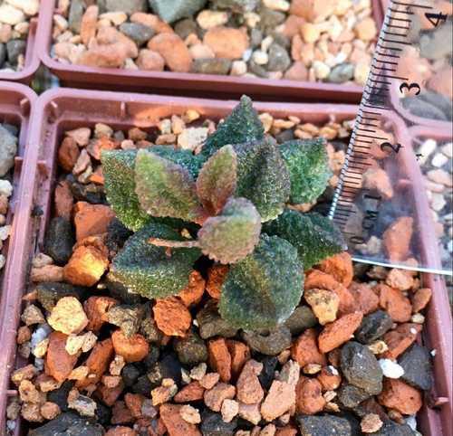 Адромискус марианны, adromischus marianiae herrei