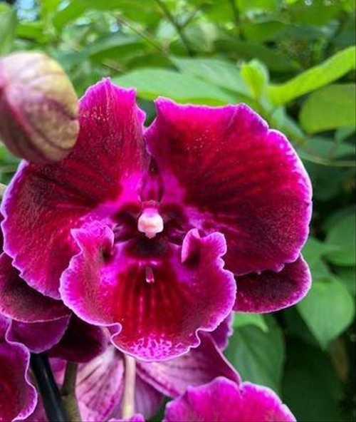 Орхидея фаленопсис биг лип абба