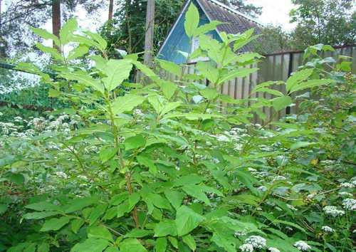 Куст Персидской сирени