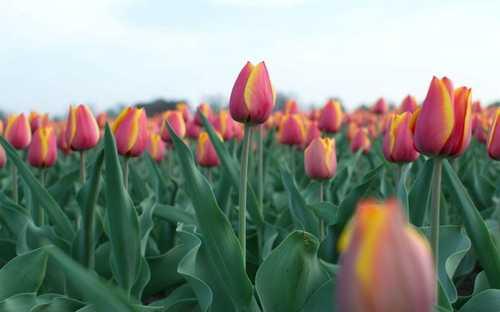 Тюльпан, нарцисс - луковица