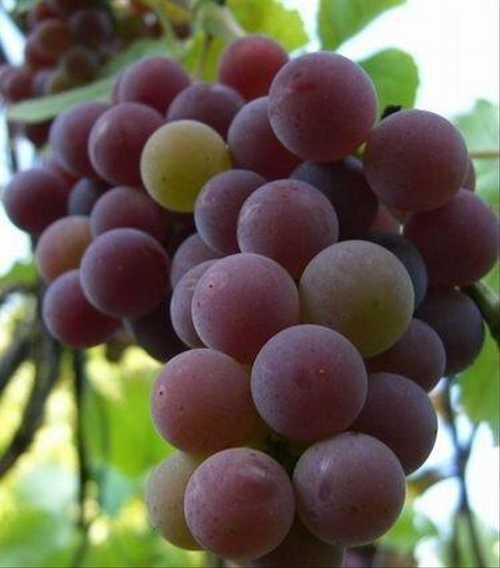 Саженцы винограда Лидия