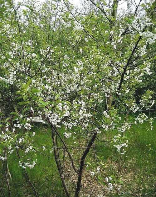 Саженцы вишни, сливы, ландыши, черника