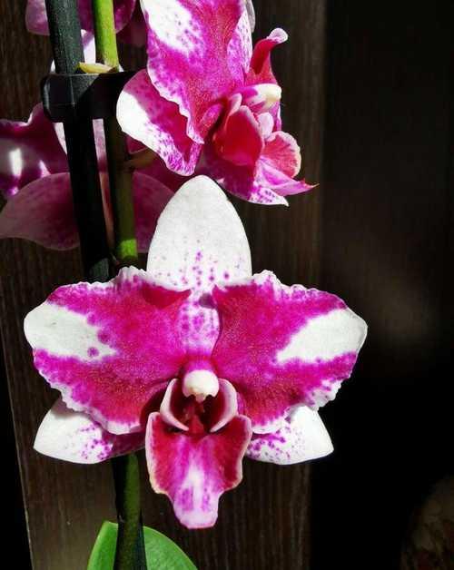 Орхидея фаленопсис Пульчерима Пинк 1ст+ 2 детки