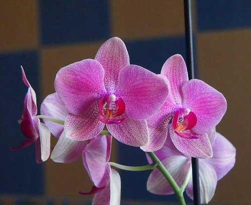Орхидея фаленопсис, Phalaenopsis, домашняя