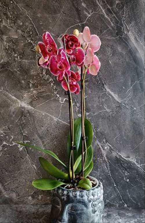Орхидея фаленопсис бордовая