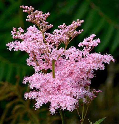 Обменяю лабазник(таволгу) на другое садовое растен