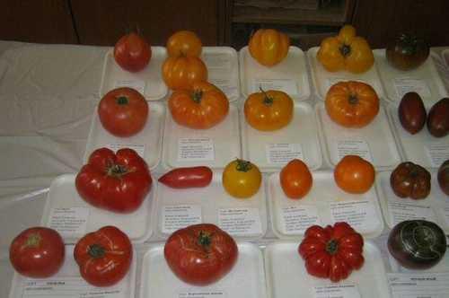 Семена томатов селекционные мыльнянка семена