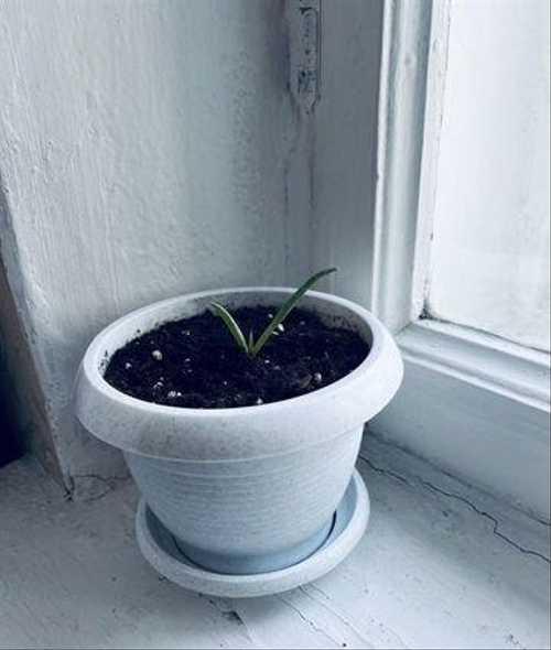 Алоэ столетник древовидное комнатное растение