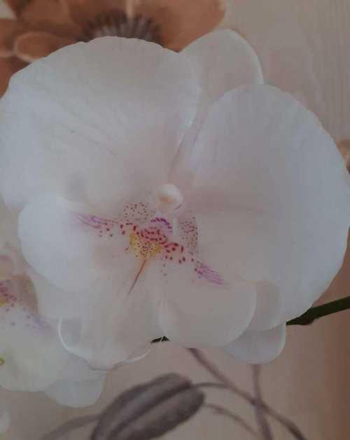 Сортовая орхидея биг лип Леонтина