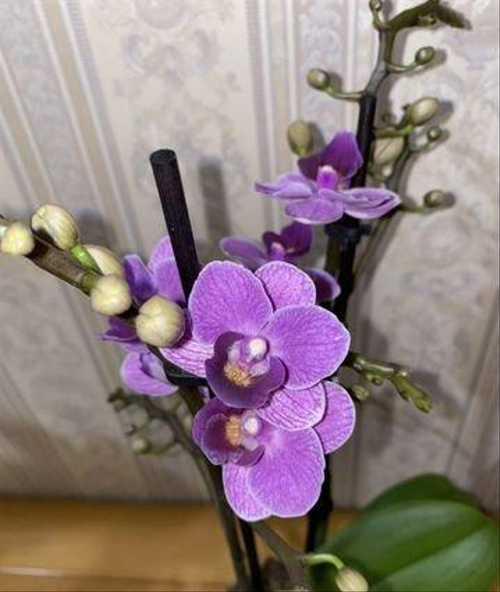 Орхидея вайлет квин