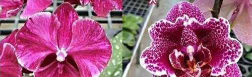 Орхидея фаленопсис phal. Miki Black Marble Taiwan