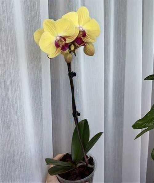 Орхидея фаленопсис Goldion
